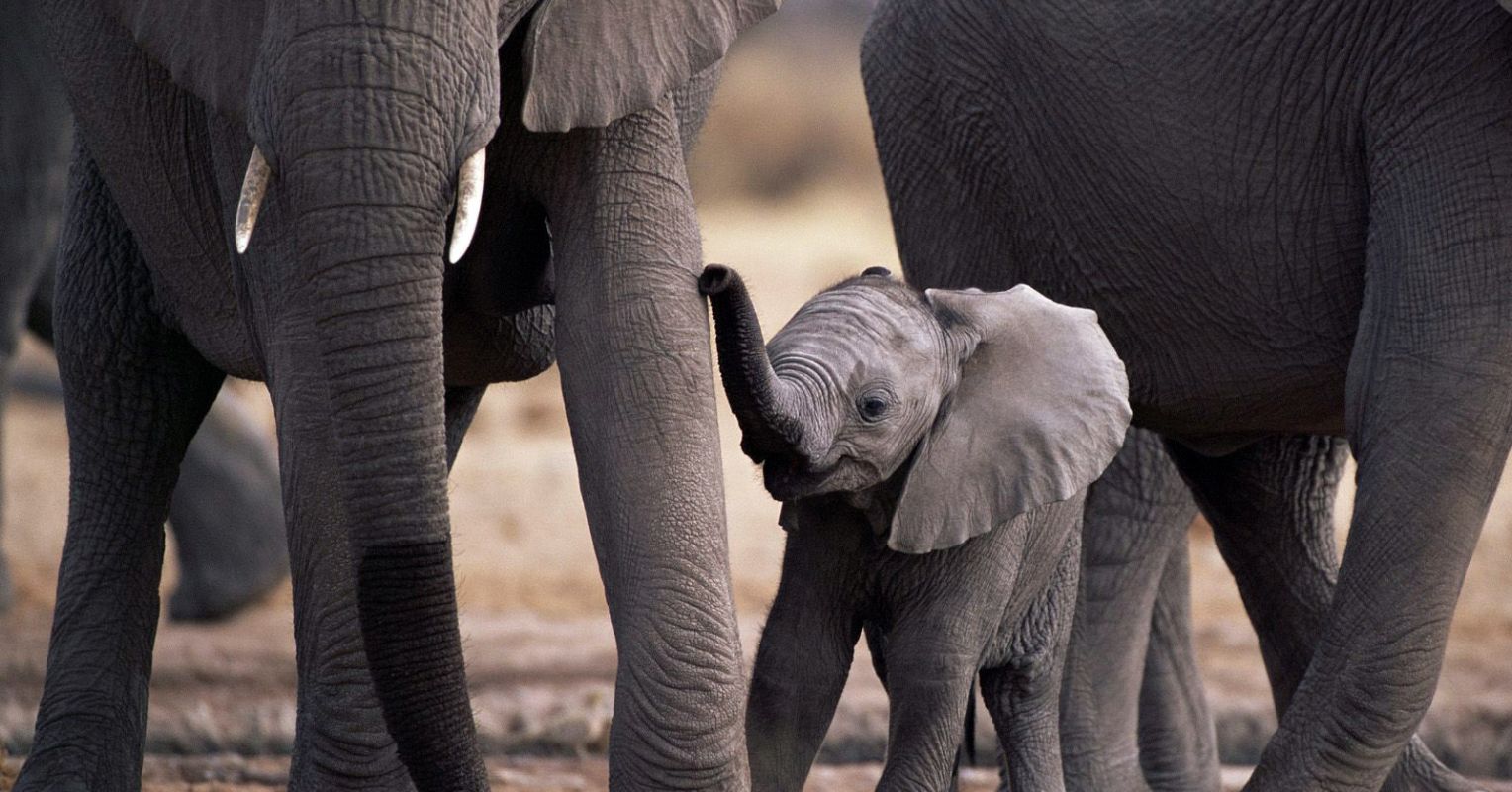 Beastly Morality: New Book Shows Animals Are Moral Beings | Psychology ...