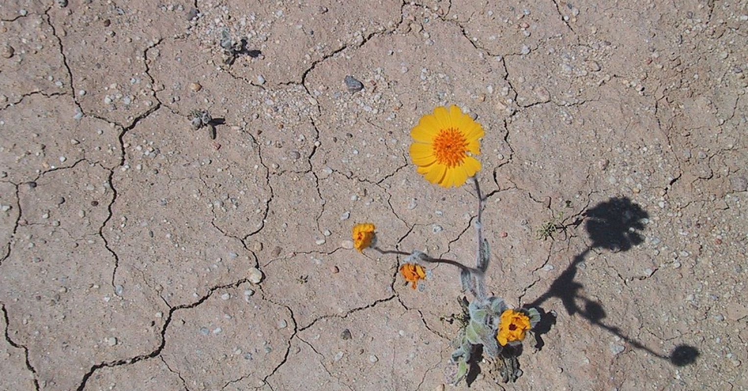 Seven Principles for Recovering from Trauma | Psychology Today