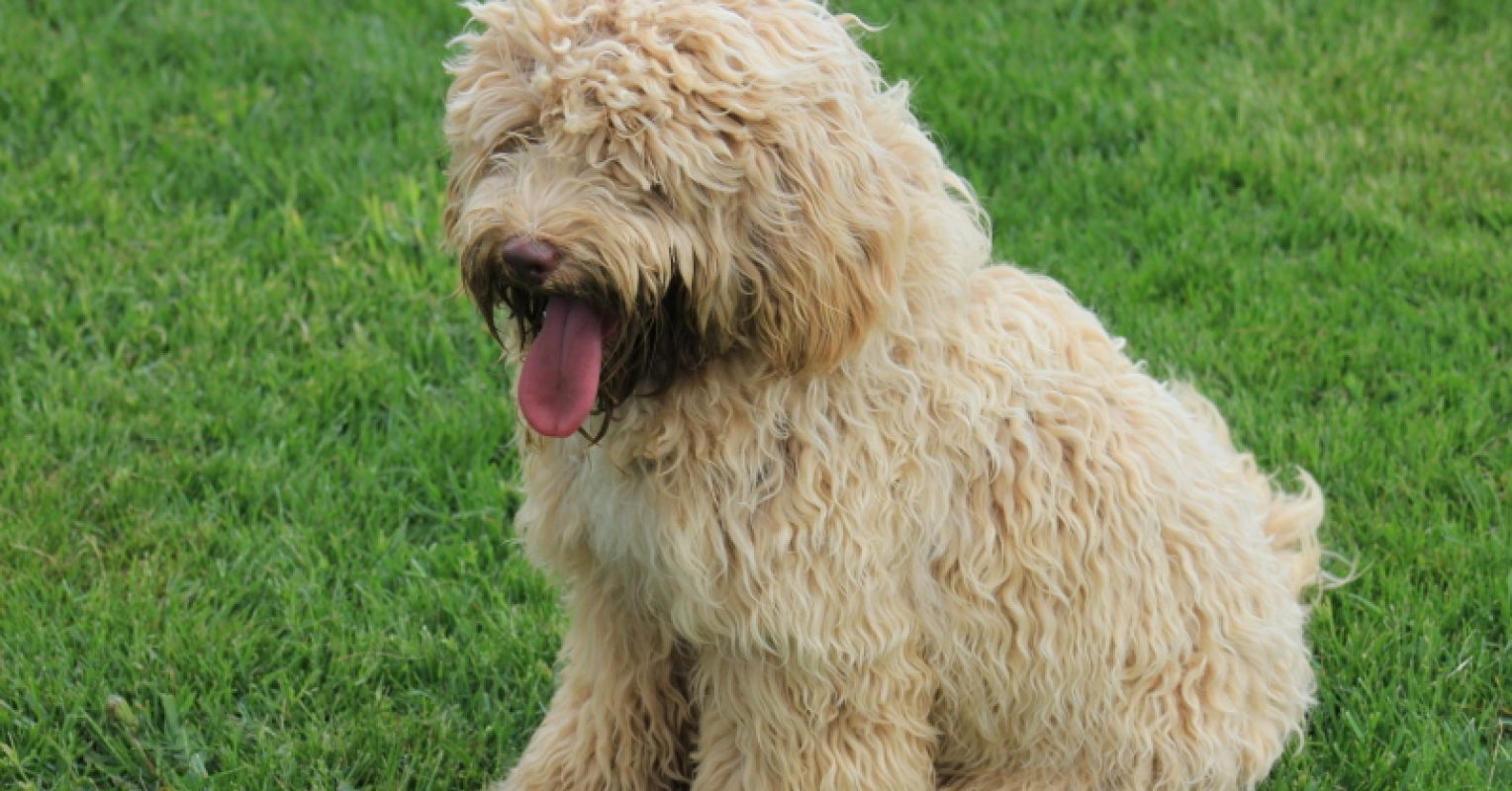 What Are The Different Types Of Doodle Dogs