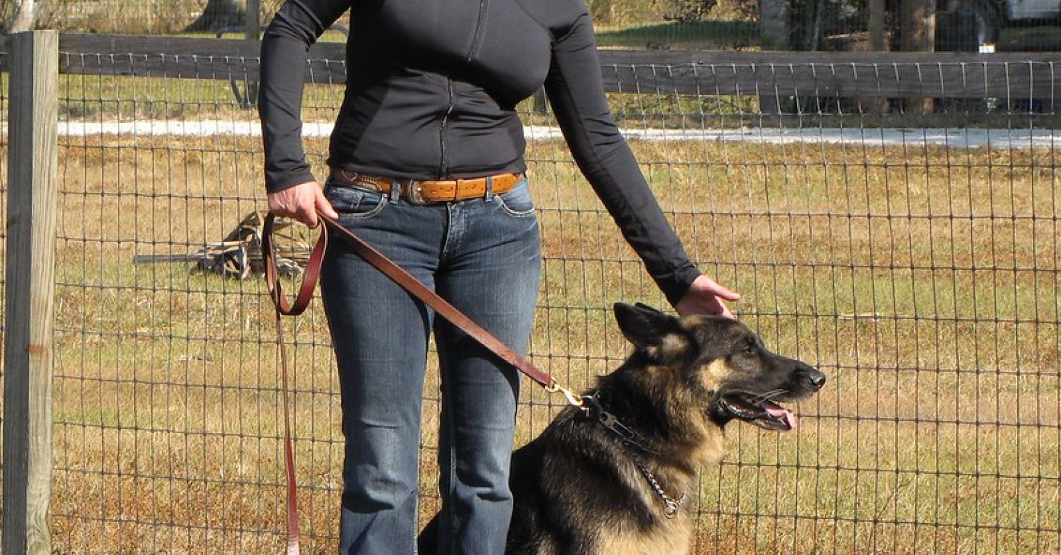 Does It Matter Whether Dog Training Is Positive or Aversive ...