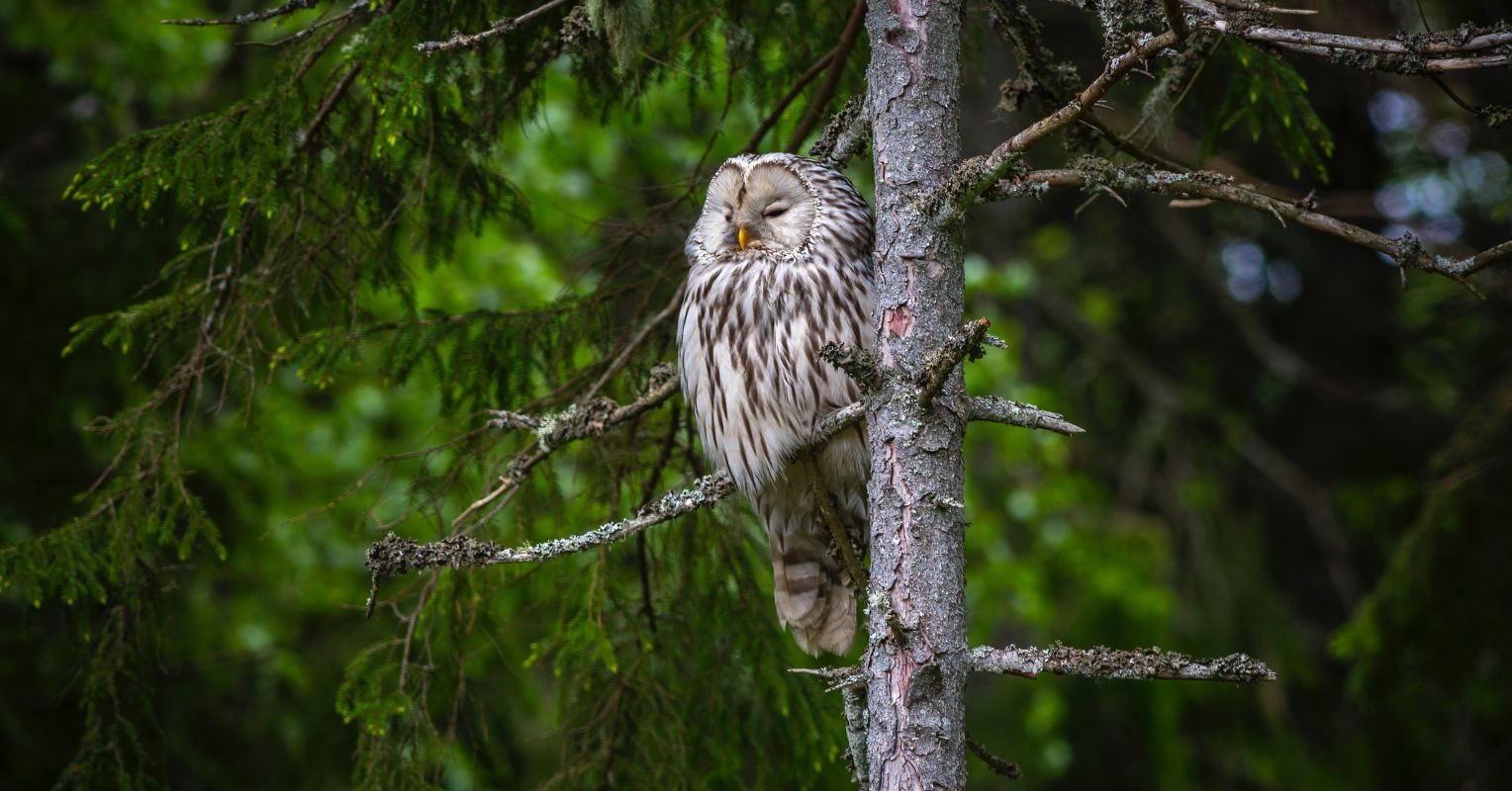 Why Animals Enjoy Living in Trees, and Trees Like Them, Too ...