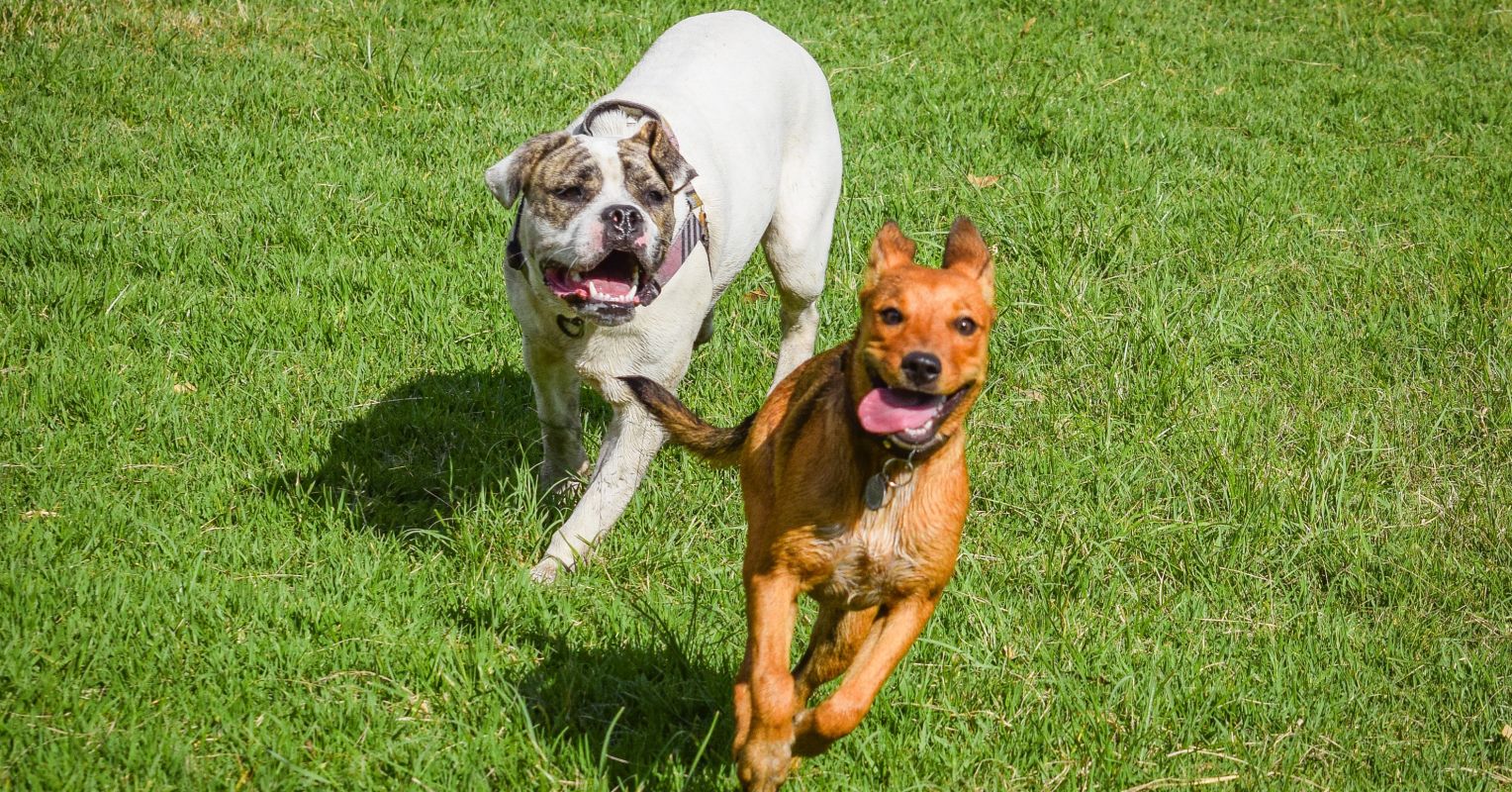 Dogs Do Zoomies Because It's Fun | Psychology Today