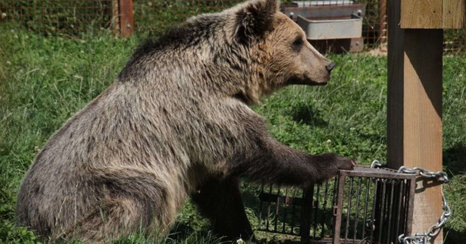 Bears Are Adaptable, and Persistent, Problem Solvers | Psychology Today