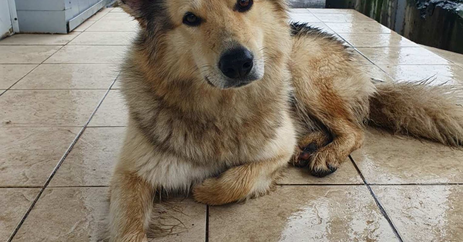 The Dogs of Chernobyl | Psychology Today