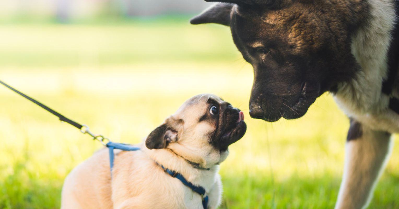 Should We Treat Big and Small Dogs the Same Way? | Psychology Today