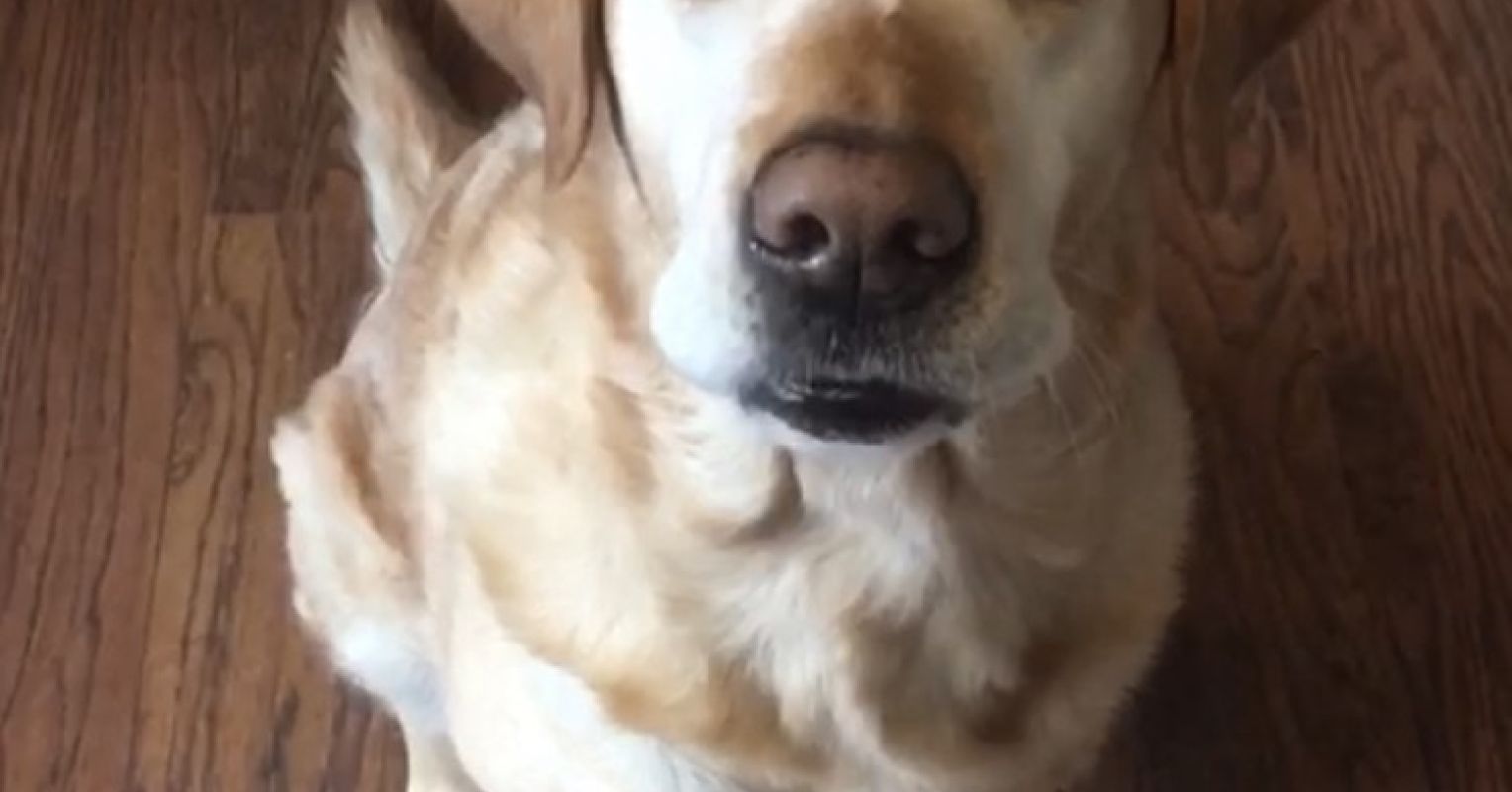 How a Service Dog Helped With Anxiety and Depression | Psychology Today