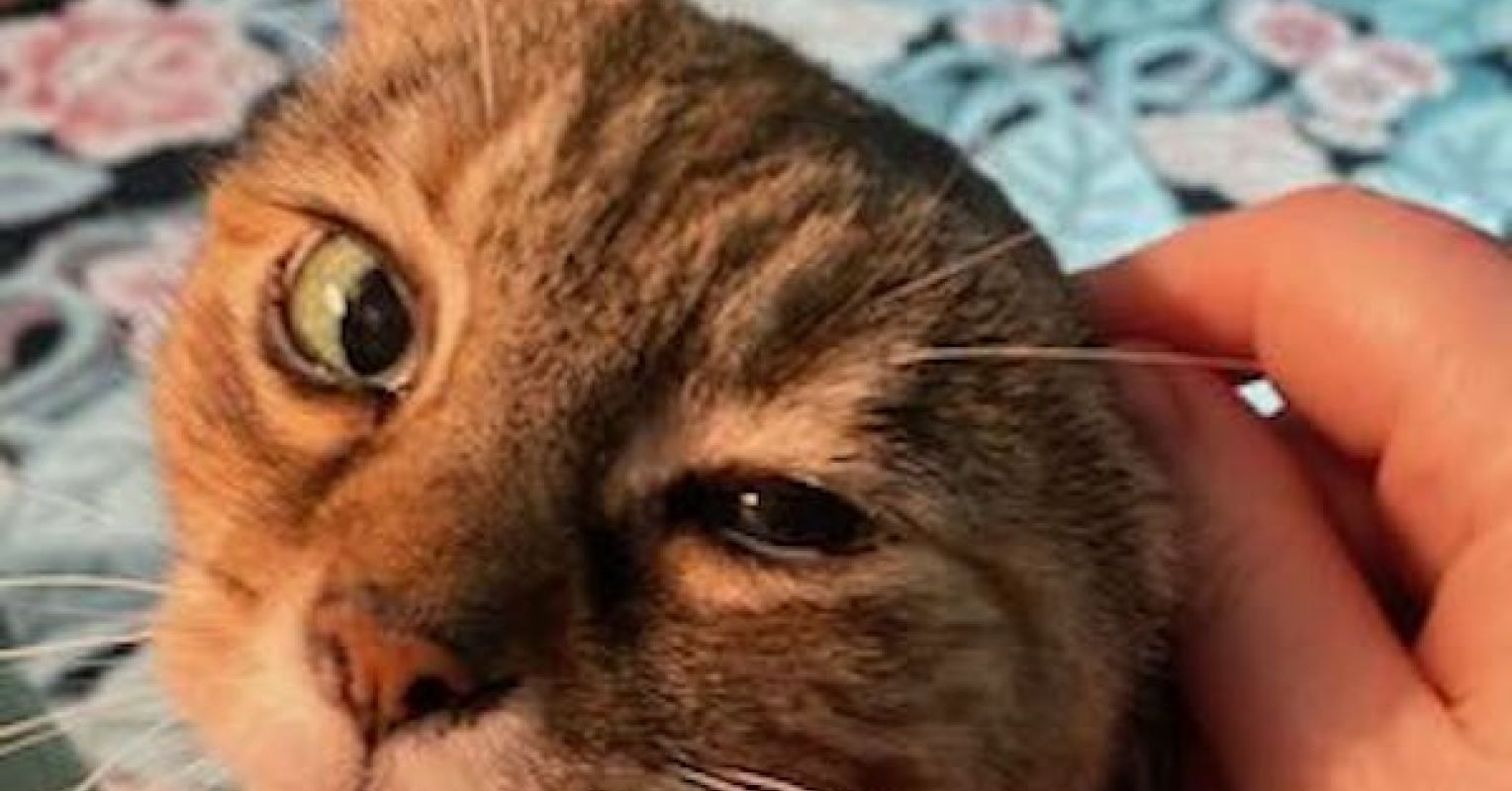 Do Cats Go to Heaven? | Psychology Today