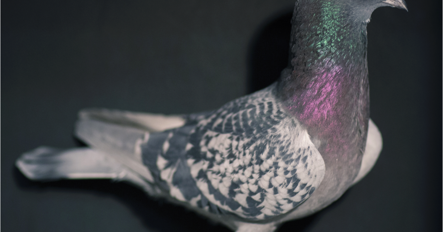 Pigeons Can Solve a Task that Would Stump Us | Psychology Today