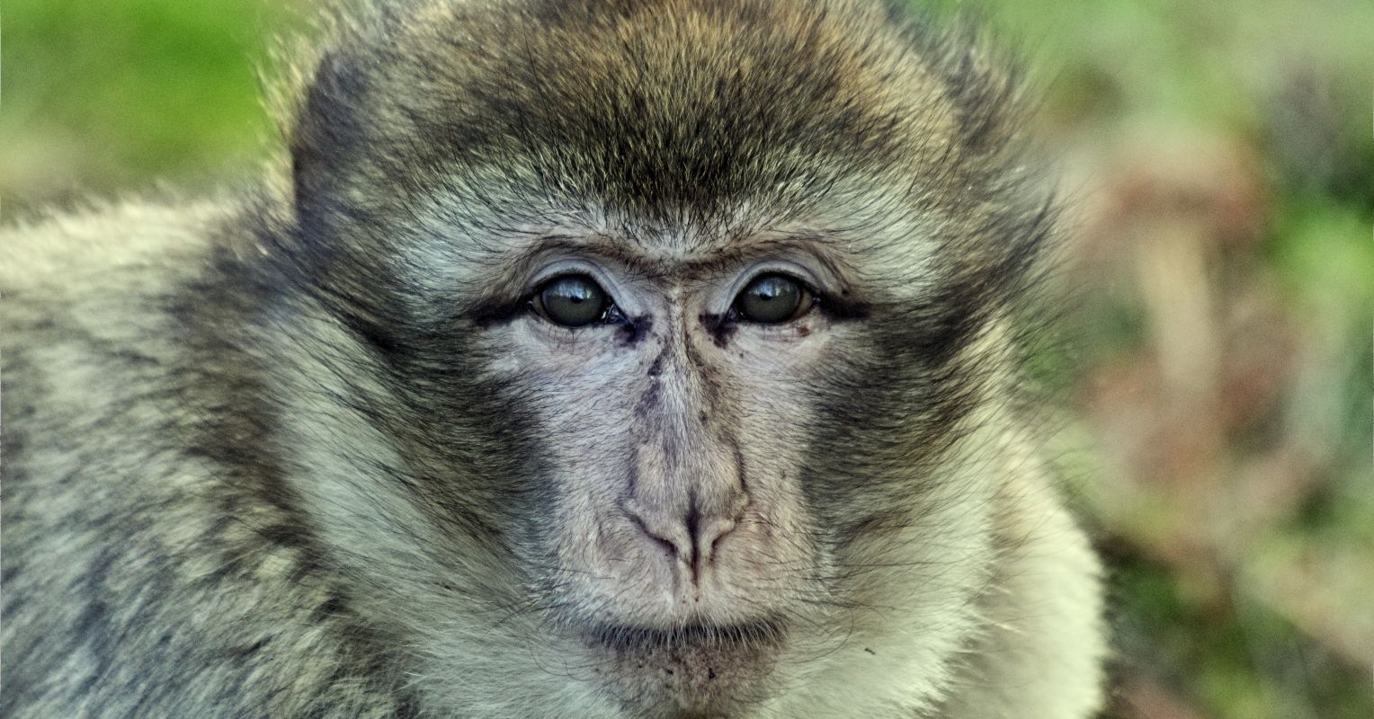 What Does It Take to Recognize a Face? | Psychology Today