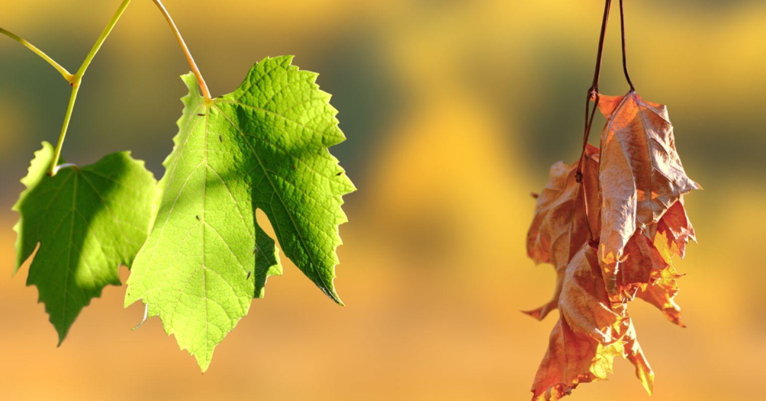 Accepting Death Is Harder Than Ever | Psychology Today