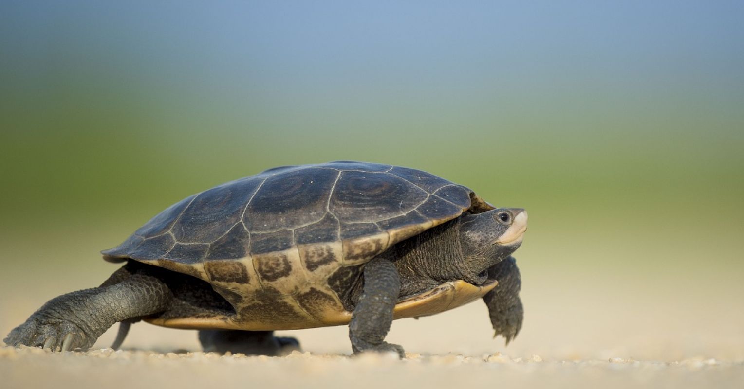 Taking the Turtle Approach to Public Policy Change | Psychology Today