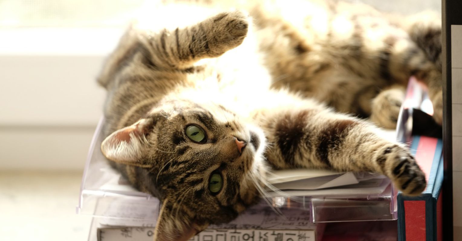 25 Simple Life Hacks for a Happier Cat | Psychology Today United Kingdom