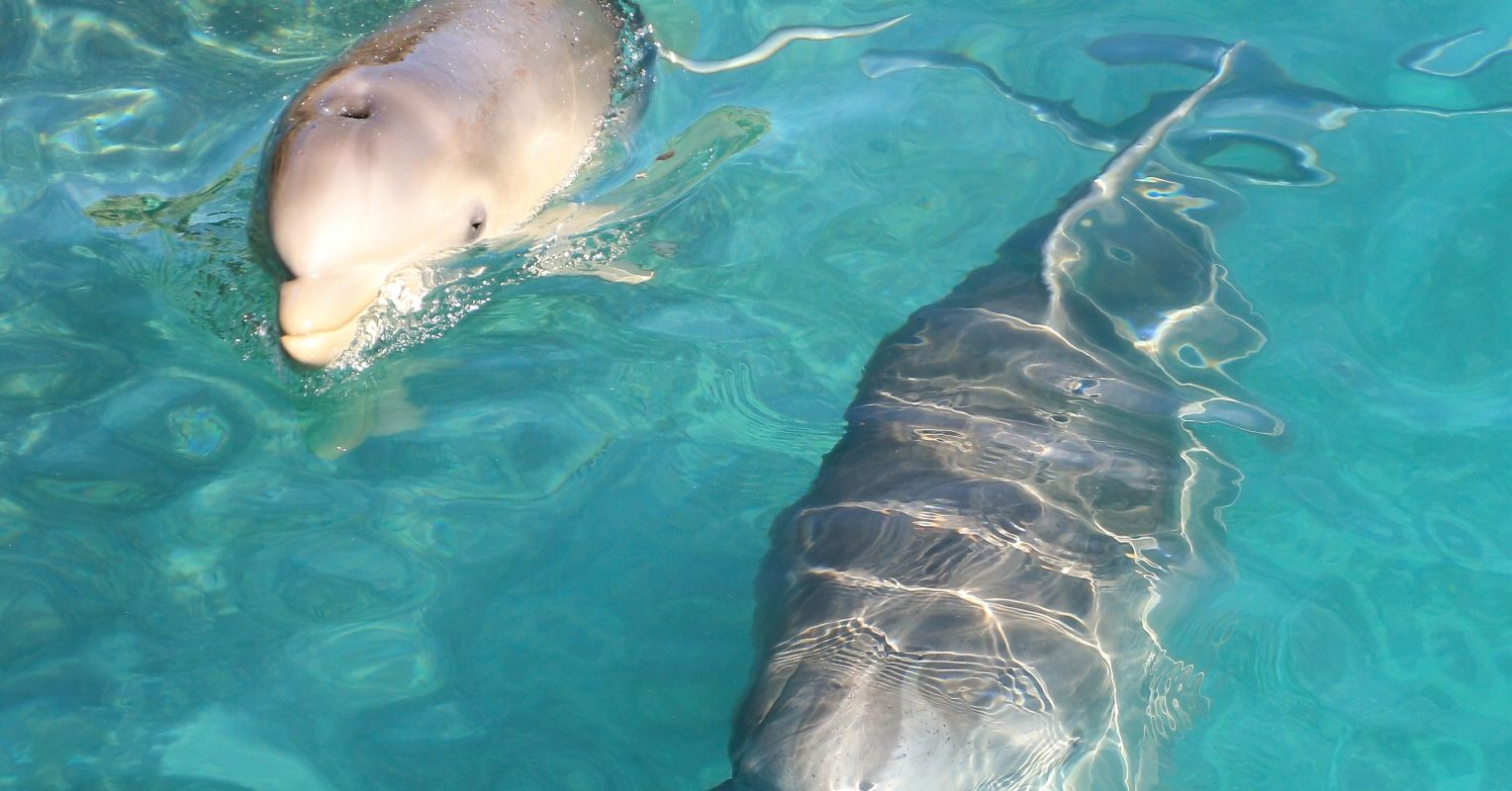 Bottlenose Dolphin Baby Alone