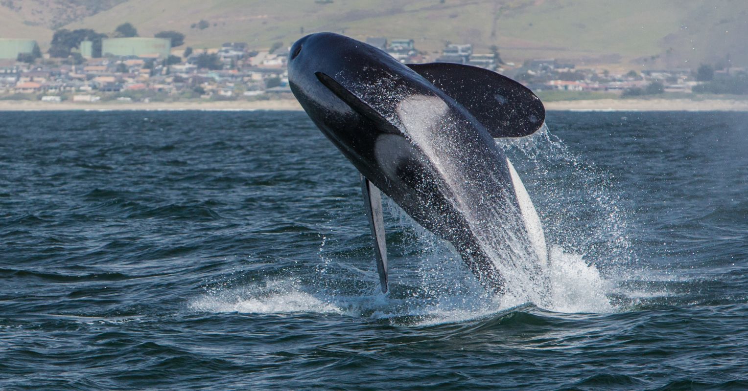 Can We Stop Being Nepotistic? | Psychology Today United Kingdom