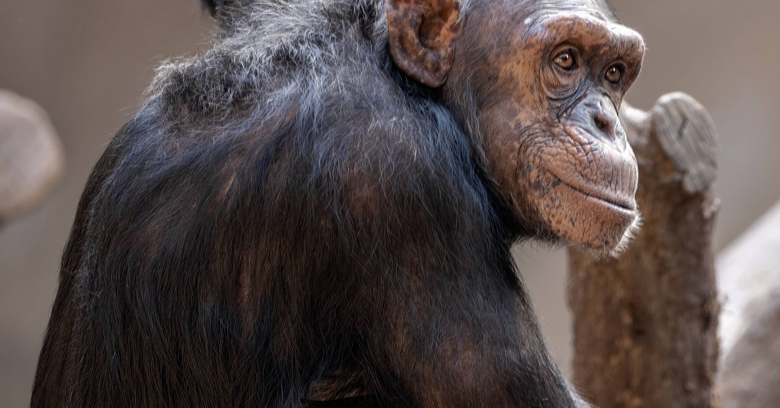 The Hidden Link Connecting Human and Chimpanzee Laughter | Psychology ...