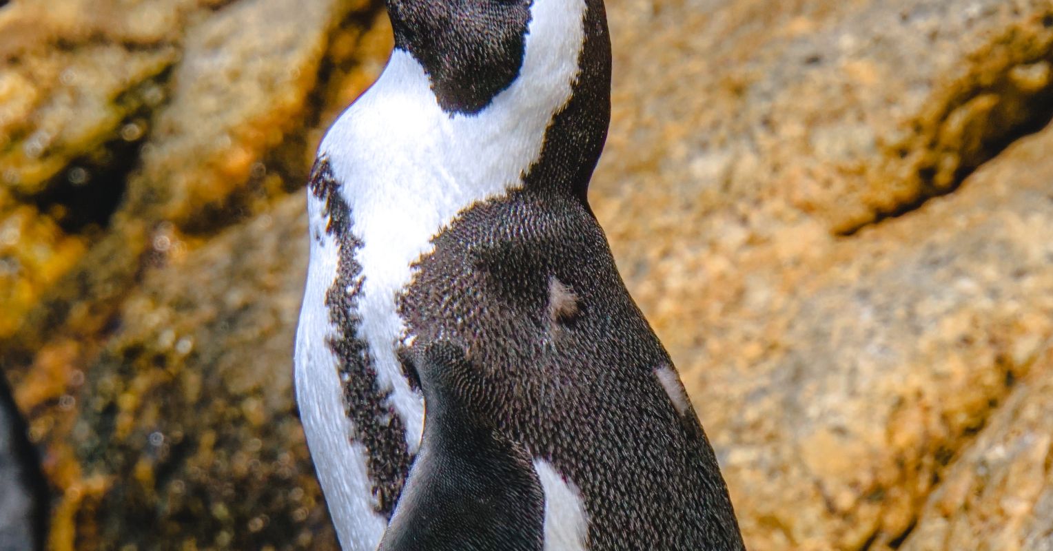 An Ear-Opening Journey Into the Mysteries of Animal Languages ...