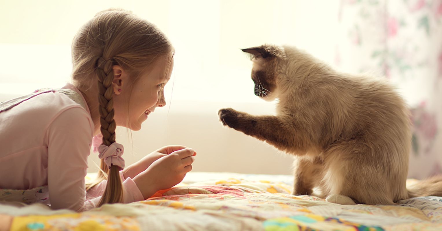 How to Get a Cat's Attention | Psychology Today
