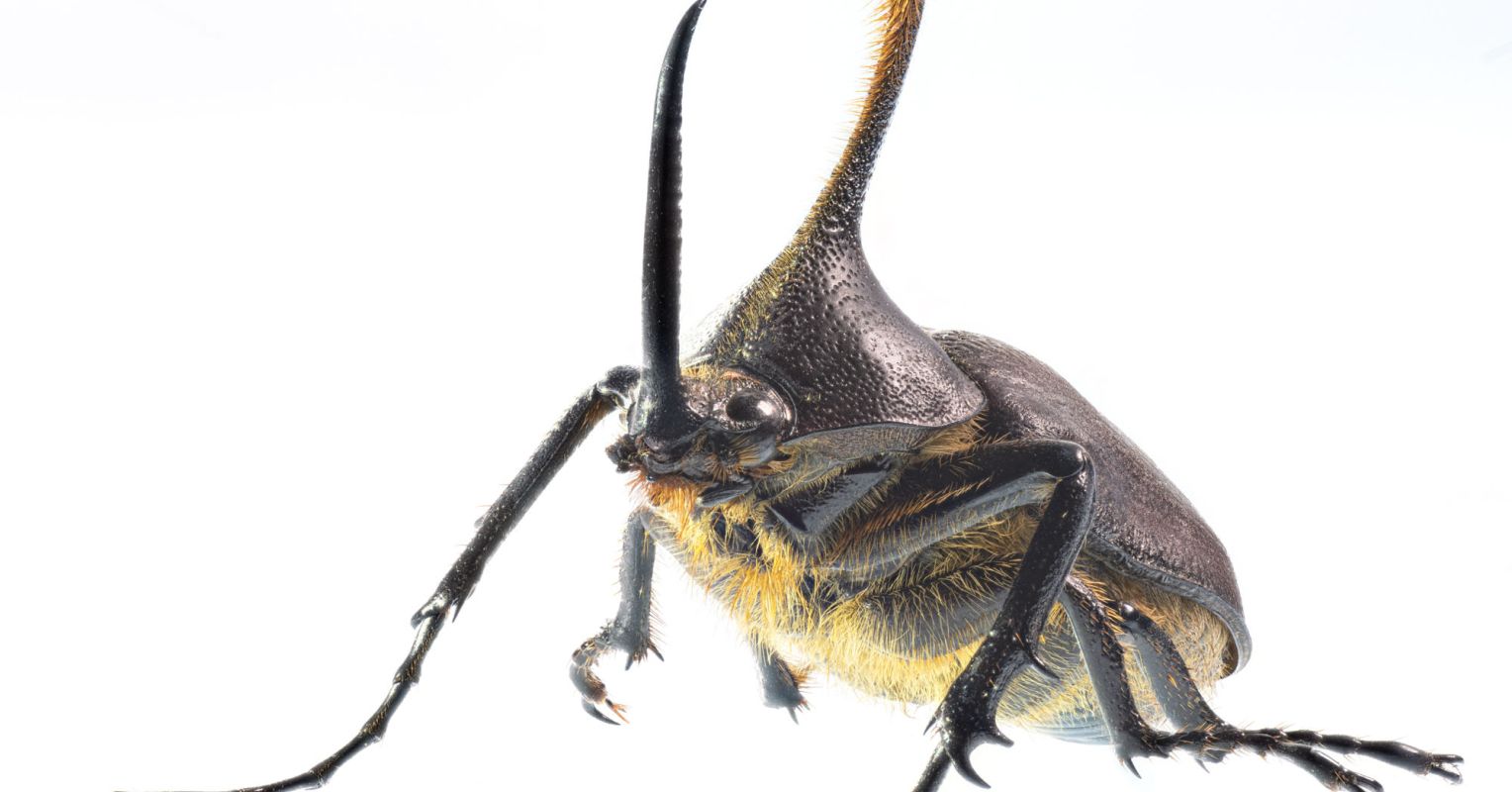 Insects Are Earth's Most Important Animals, Humans Included ...