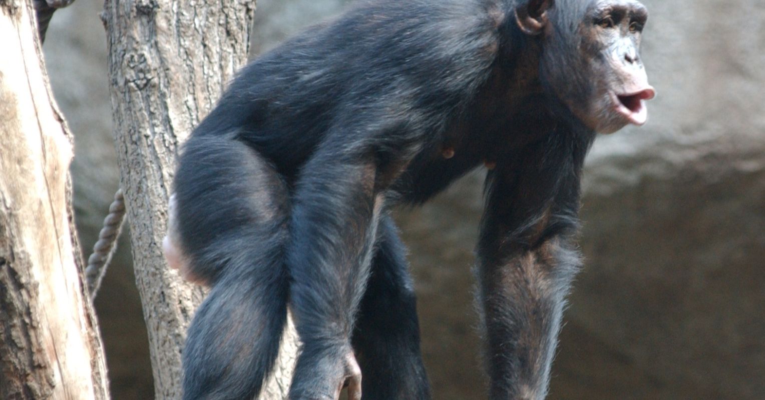 Syntax in Monkeys and Apes | Psychology Today