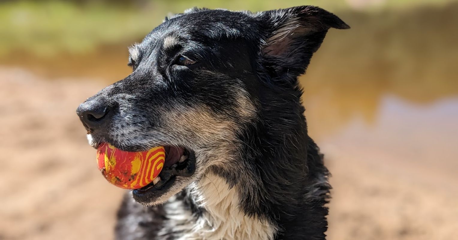 How to Have a Good and Happy Dog and Be a Better Human | Psychology Today