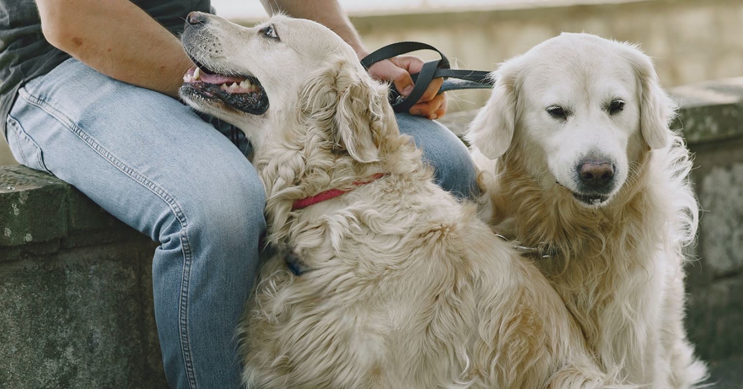 Why Your New Dog Is Not as Smart as Your Previous Dog | Psychology ...