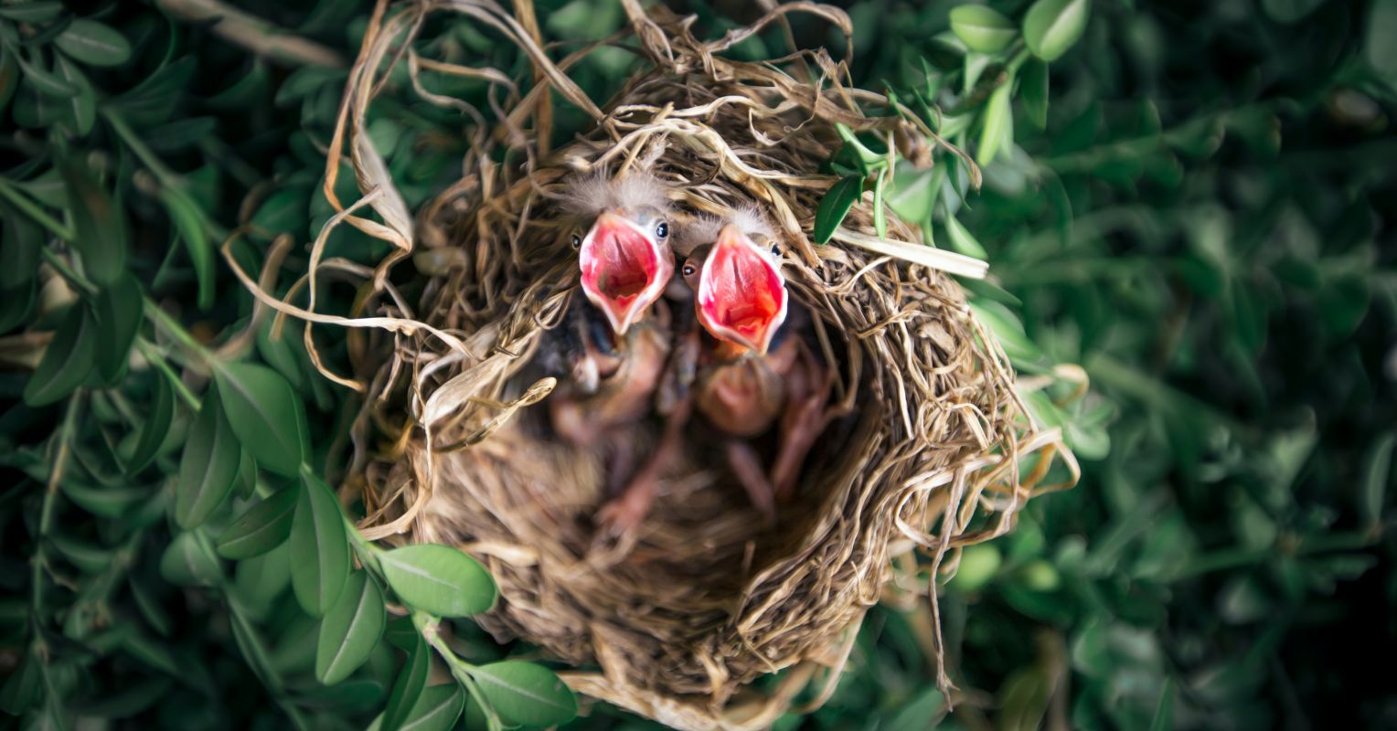 The Evolved Nest: Nature's Way of Nurturing Young Ones | Psychology Today