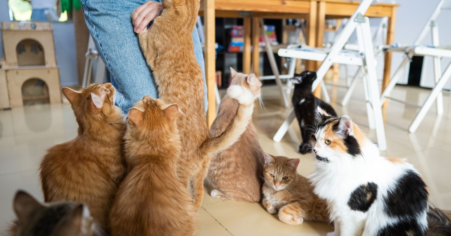 Too Many Pets: The Dangers of "Noah Syndrome" | Psychology Today