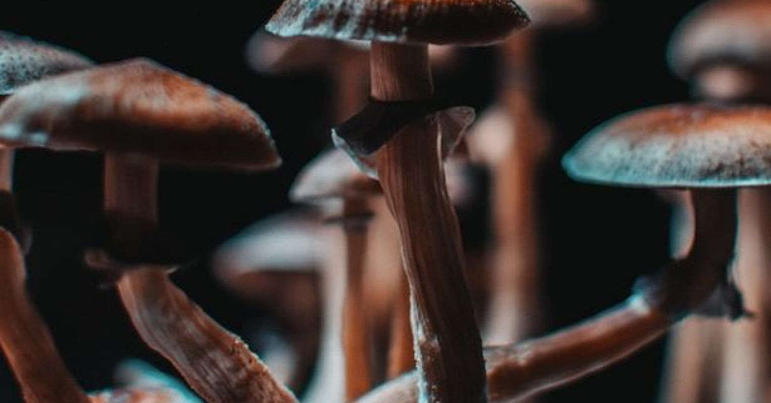 Mushroom Drug May Prove Magical in Treating Depression | Psychology Today
