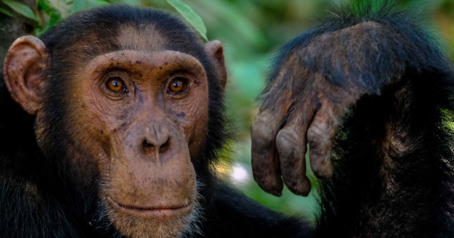 Exploring Great Ape Games | Psychology Today