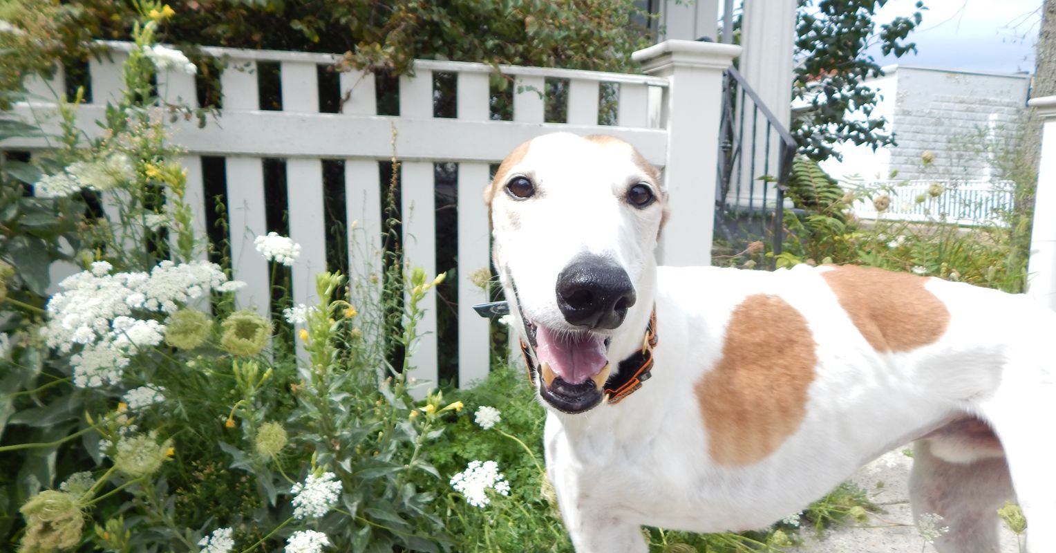 Brooklyn, the Dog Who Inspired the Fall of Greyhound Racing ...