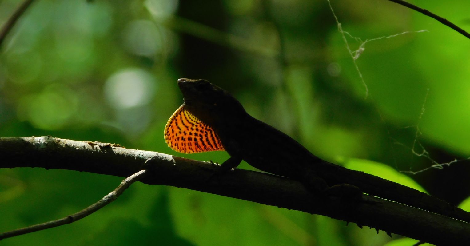 It's Time to Move On from Male-Biased Views of Animal Behavior ...