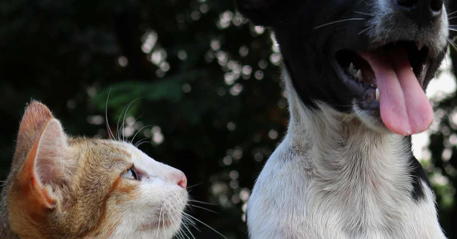 Are Dog People Happier Than Cat People? | Psychology Today