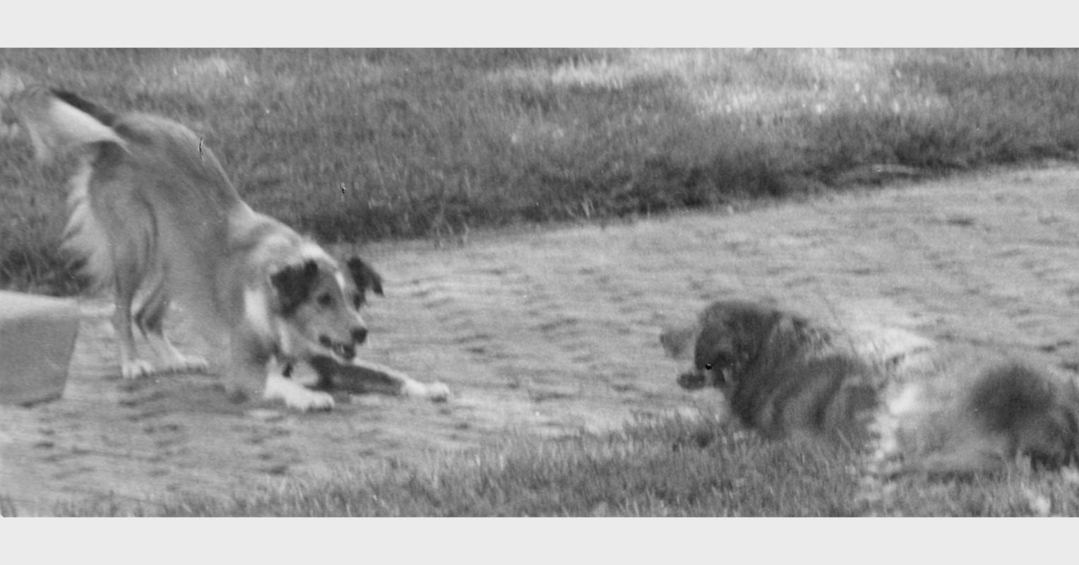 Play Bows, Prey Bows, and Littermate Syndrome in Dogs | Psychology Today