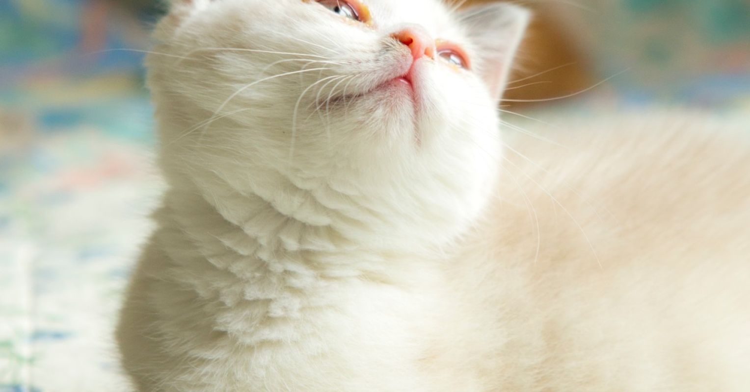 The Roots of "Cute Aggression" | Psychology Today Australia