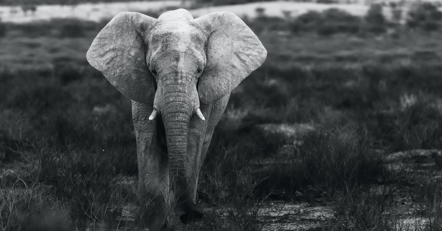 Do Animals Have Dignity? | Psychology Today