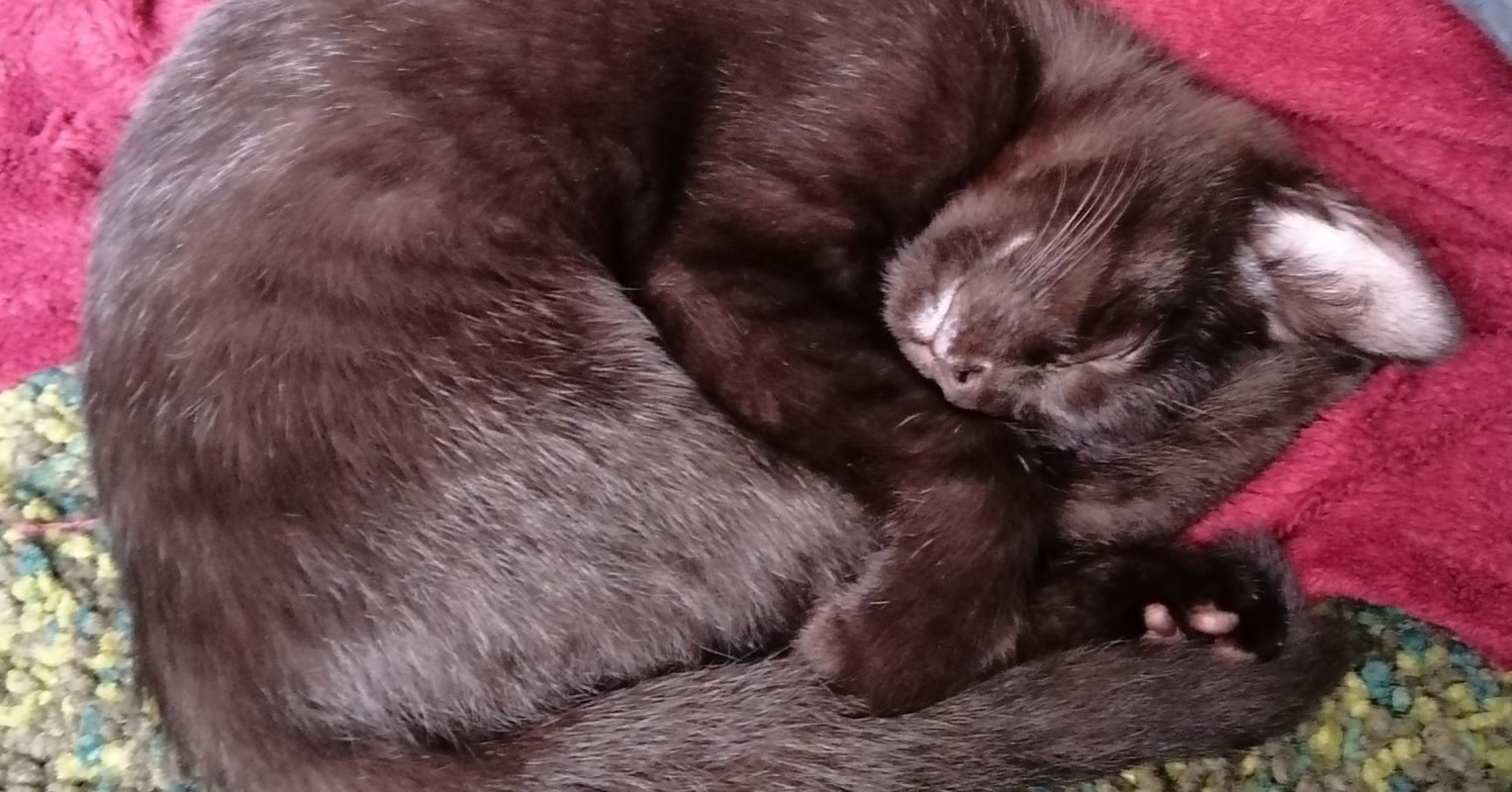 Why (and How) Cats Purr | Psychology Today