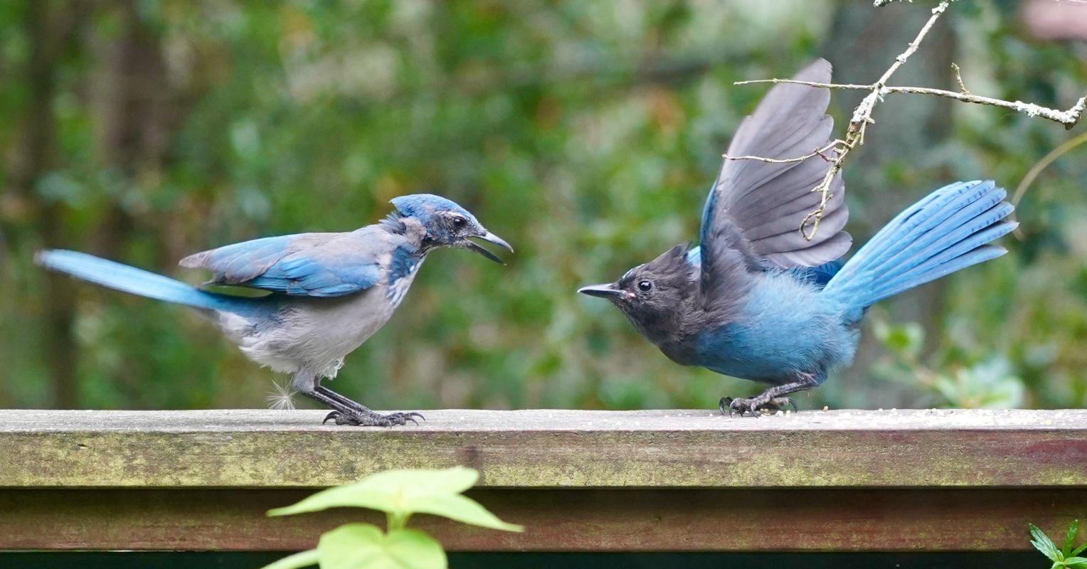 Three Steps to Healing Shame (and Trauma) | Psychology Today