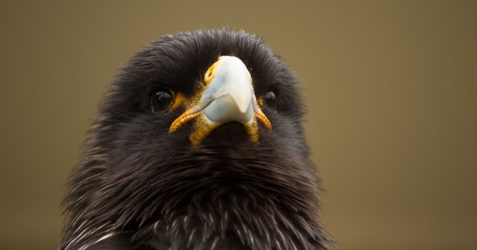Meet the Falcons That Act Like Parrots | Psychology Today