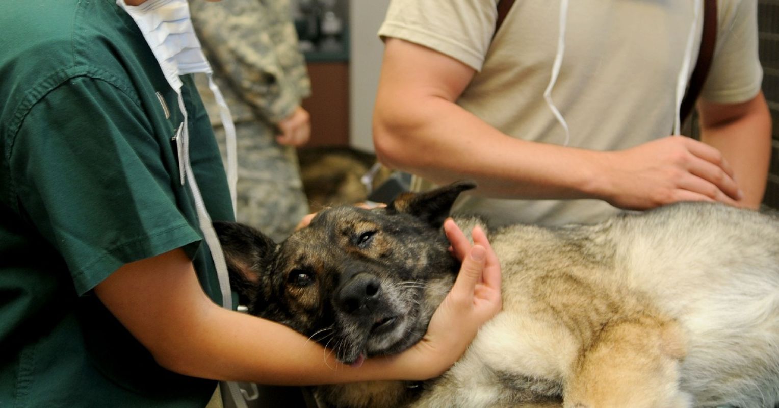 Silent Suffering: The High Rate of Suicide in Veterinarians ...