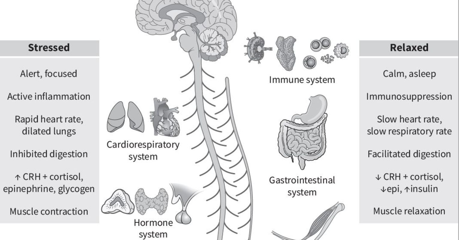 Understanding Our Stress Response System | Psychology Today United Kingdom