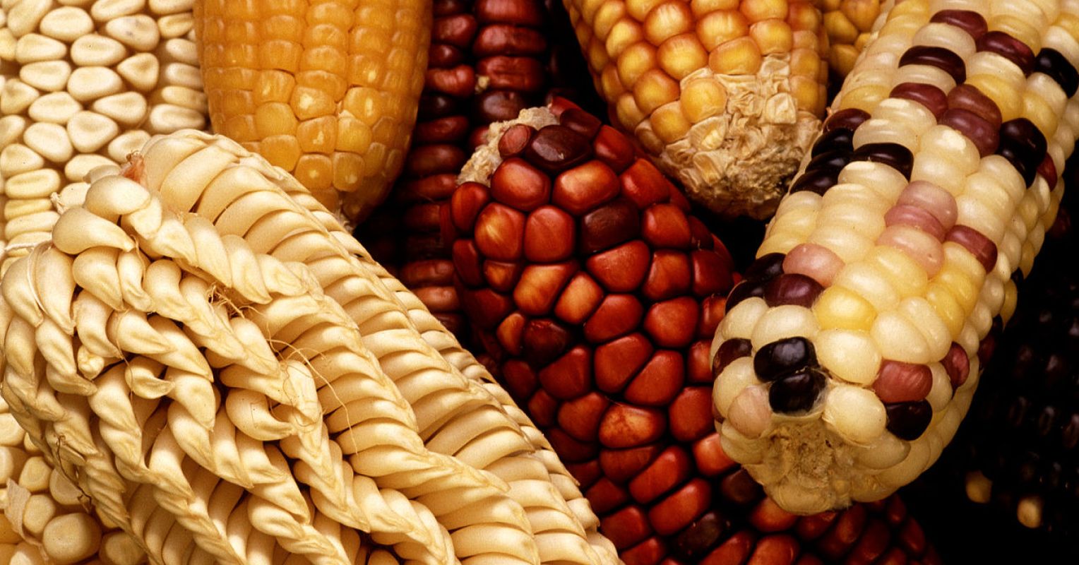 How a Corn-Based Diet Led to Mental Illness | Psychology Today