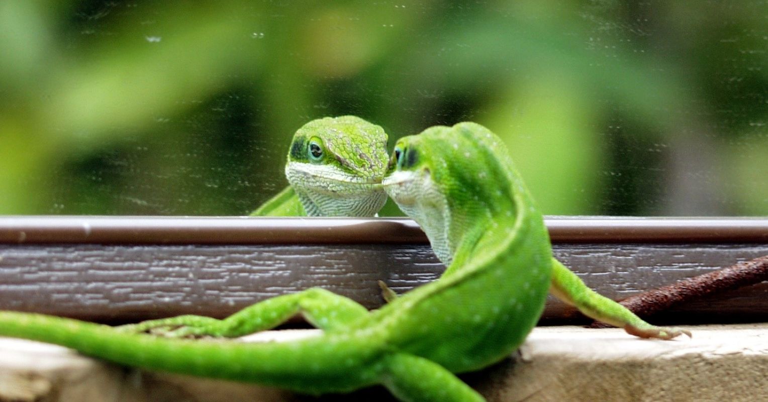 What Fruit Flies Can Tell Us About Our Own Aggression | Psychology Today