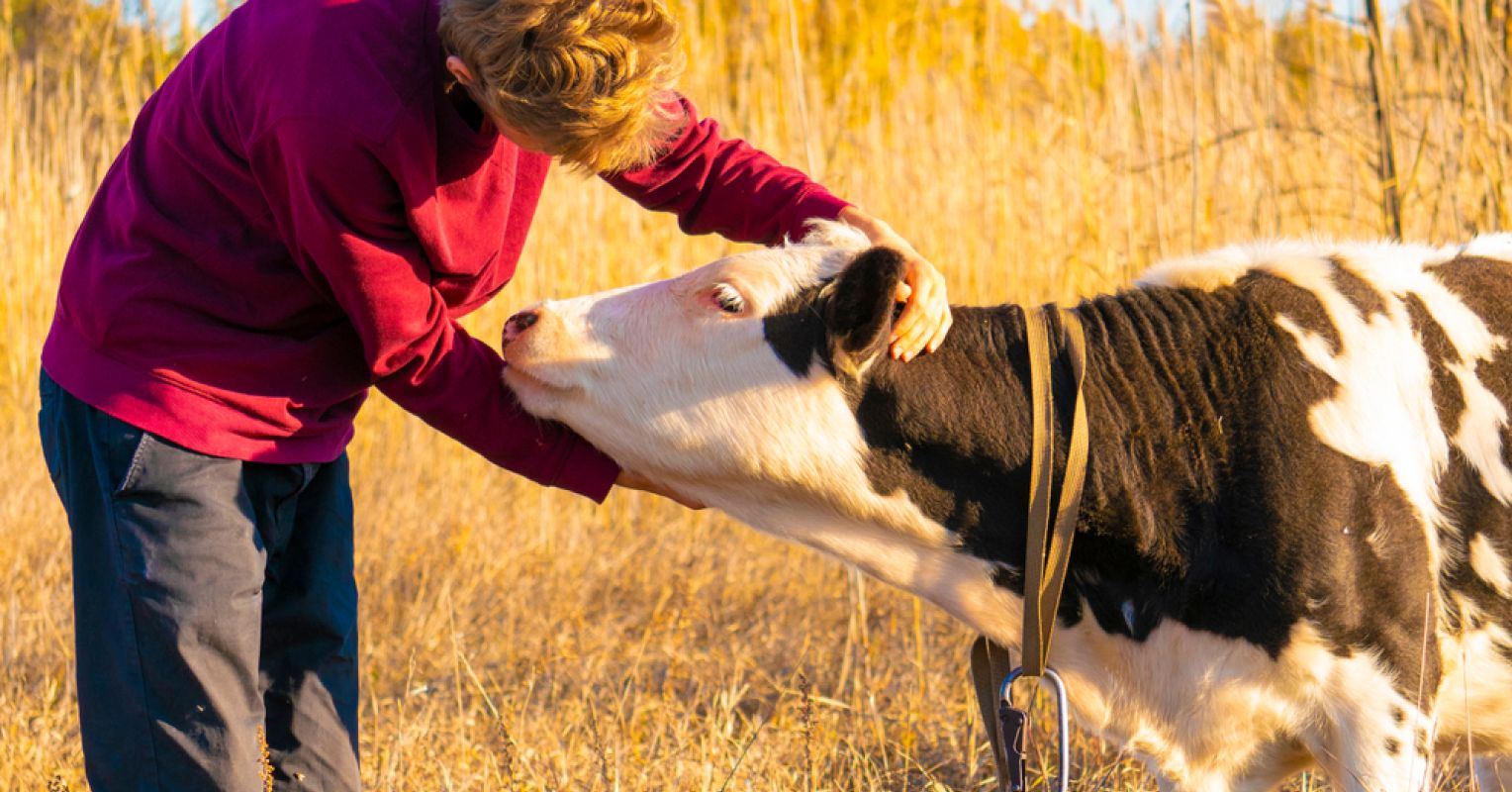 Why You Should Consider Hugging a Cow | Psychology Today Australia
