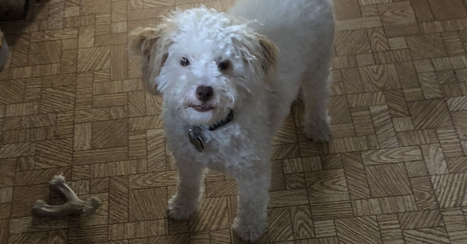 The ADHD Dog: Assessing ADHD | Psychology Today