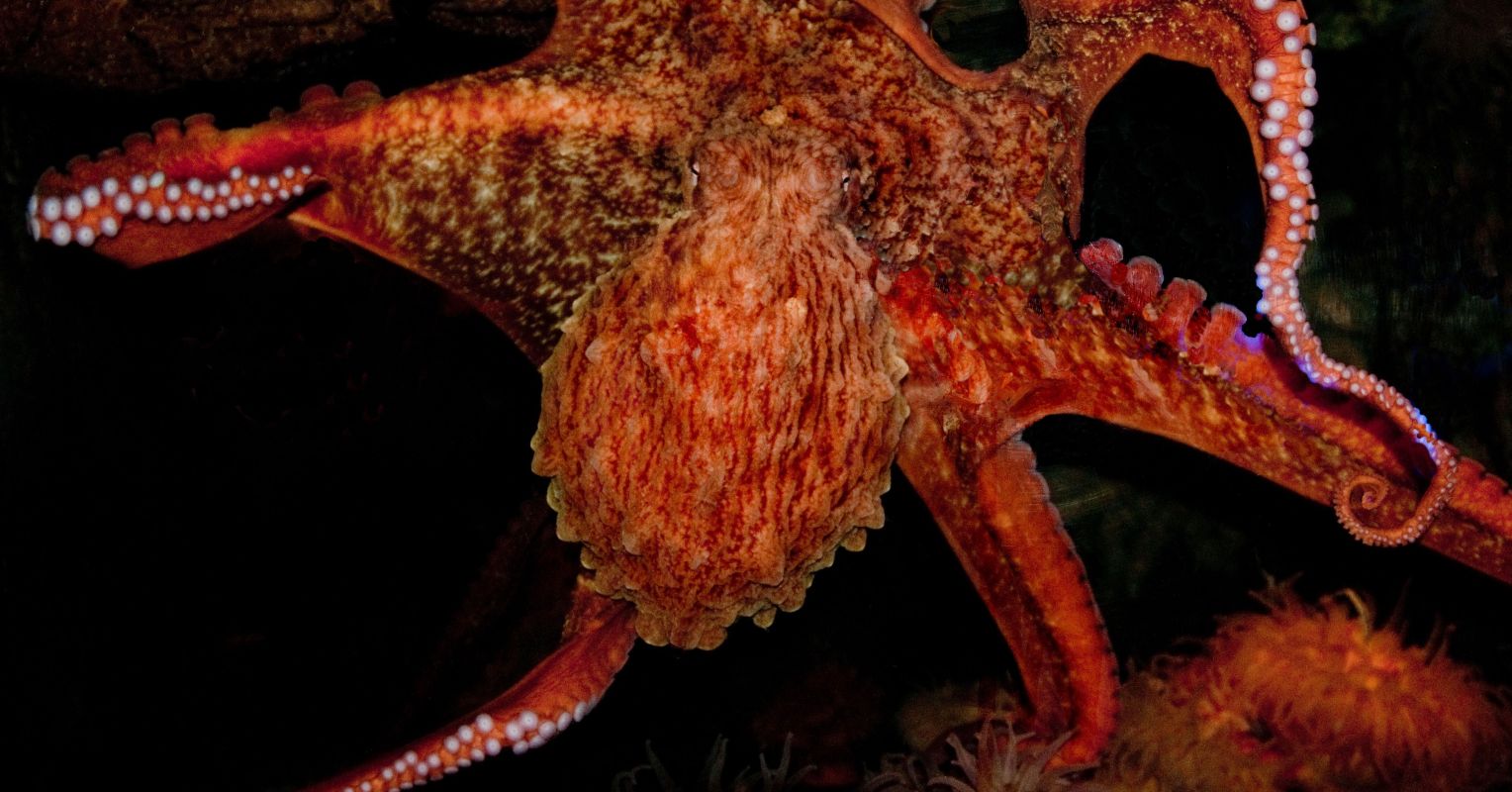 The Fascinating Secret Social Lives of Octopuses | Psychology Today