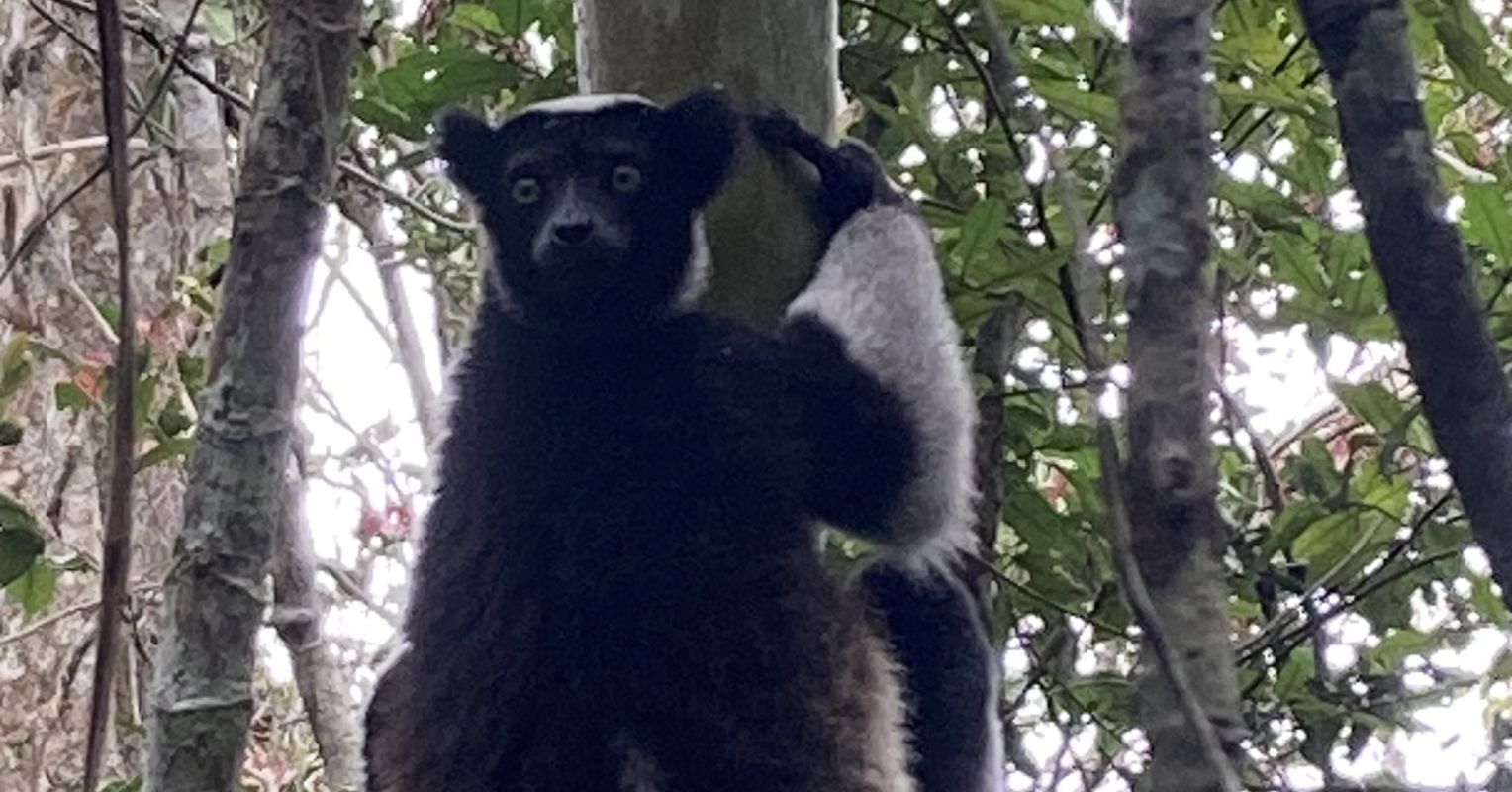 Lemurs: The Mysterious Primates of Madagascar | Psychology Today South ...