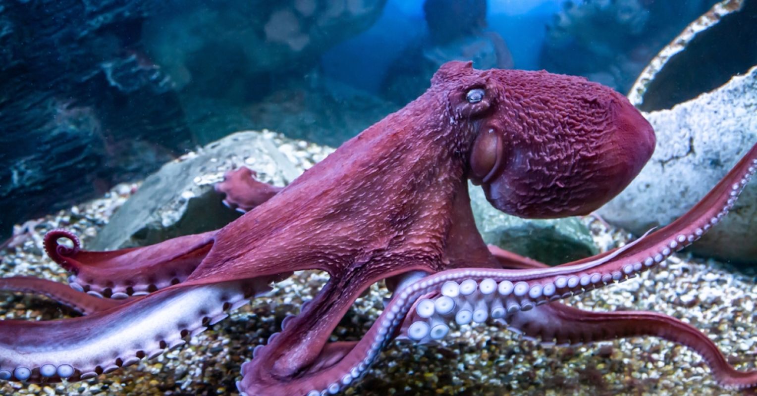 Dream Analysis: An Ordeal With an Octopus | Psychology Today