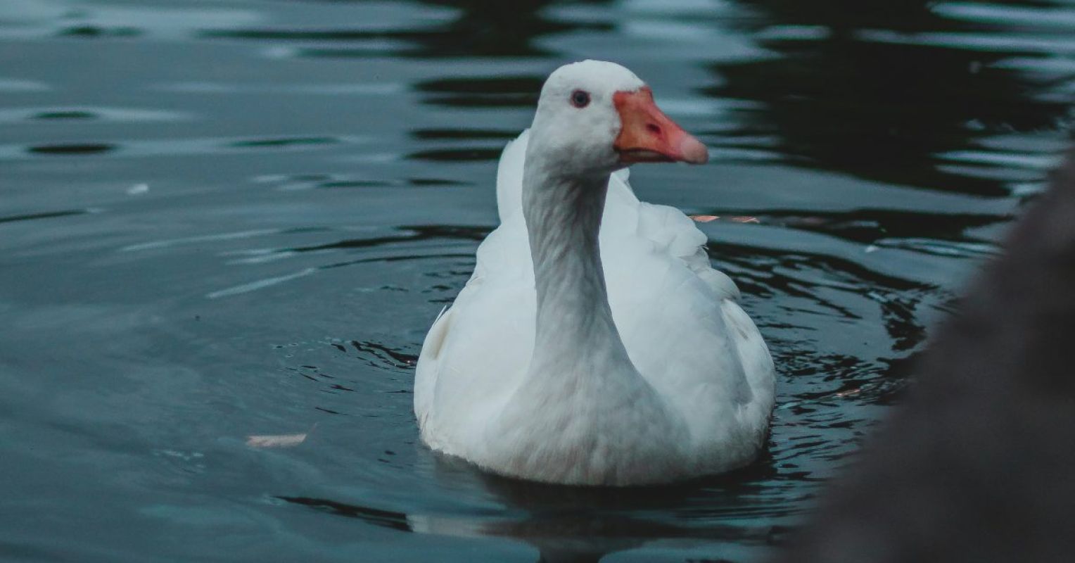 The Causes and Effects of Floating Duck Syndrome | Psychology Today Ireland