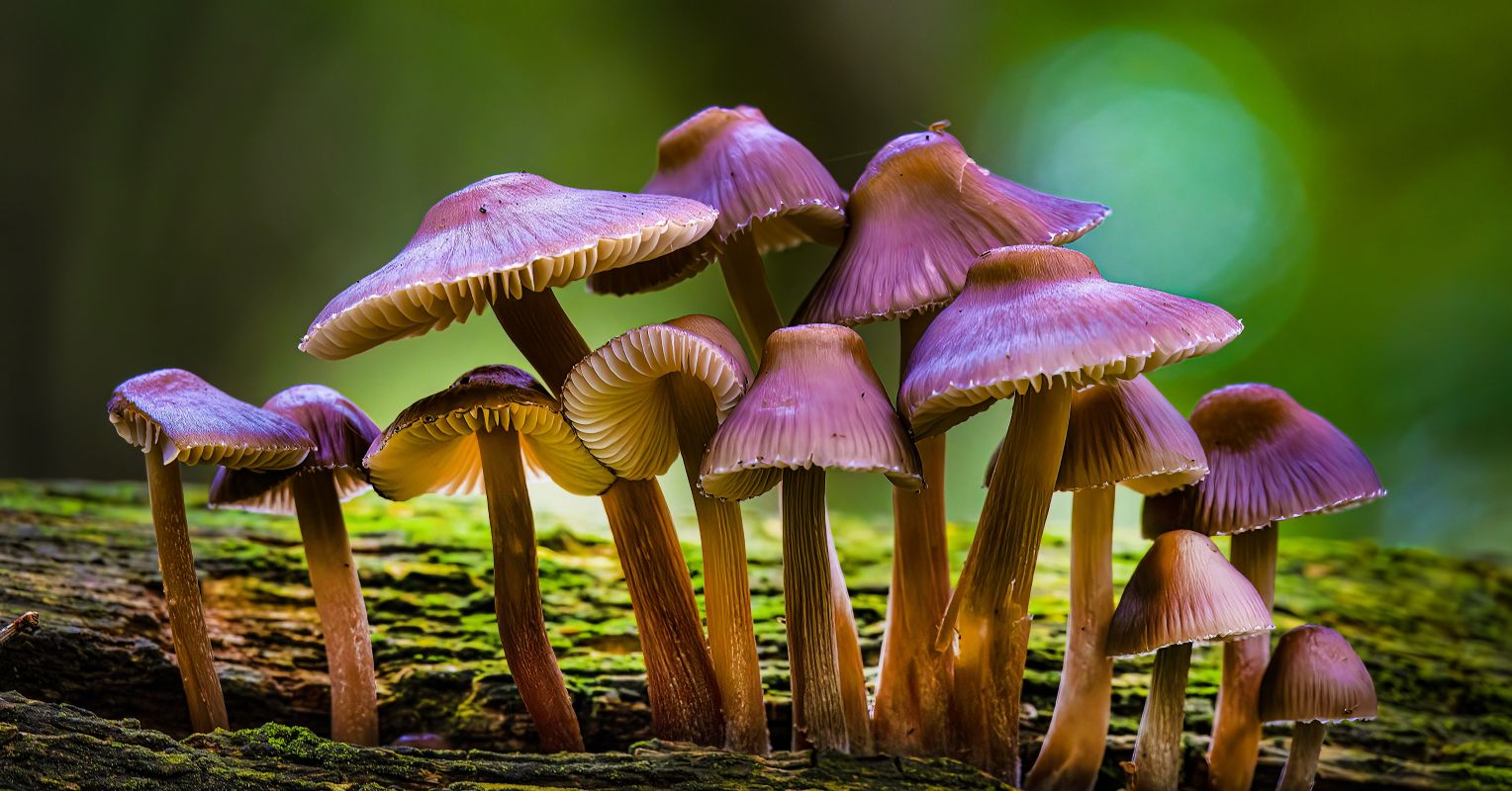 Exploring Consciousness: What Are Entheogens? | Psychology Today