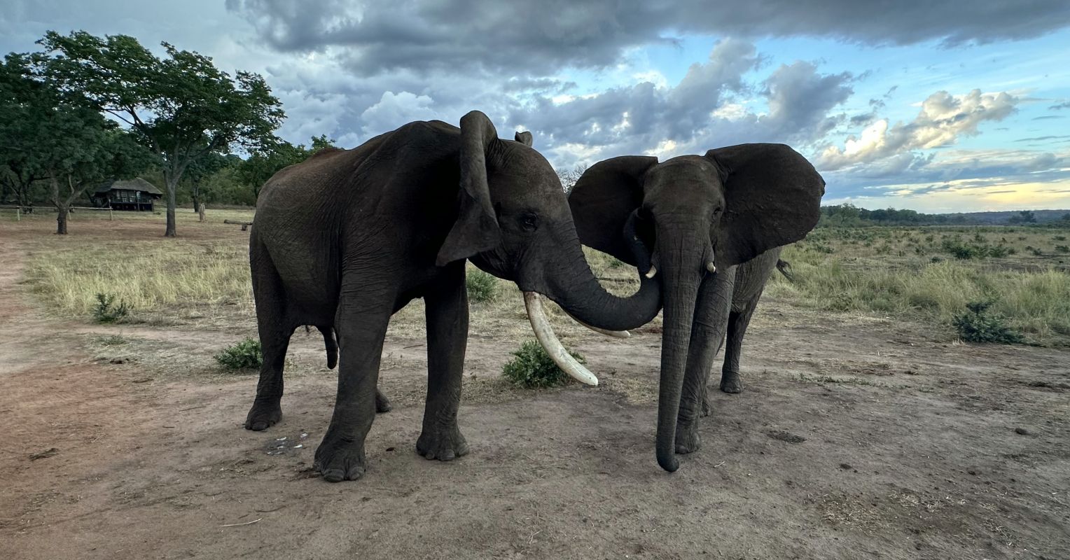 How Does an Elephant Say Hello? | Psychology Today
